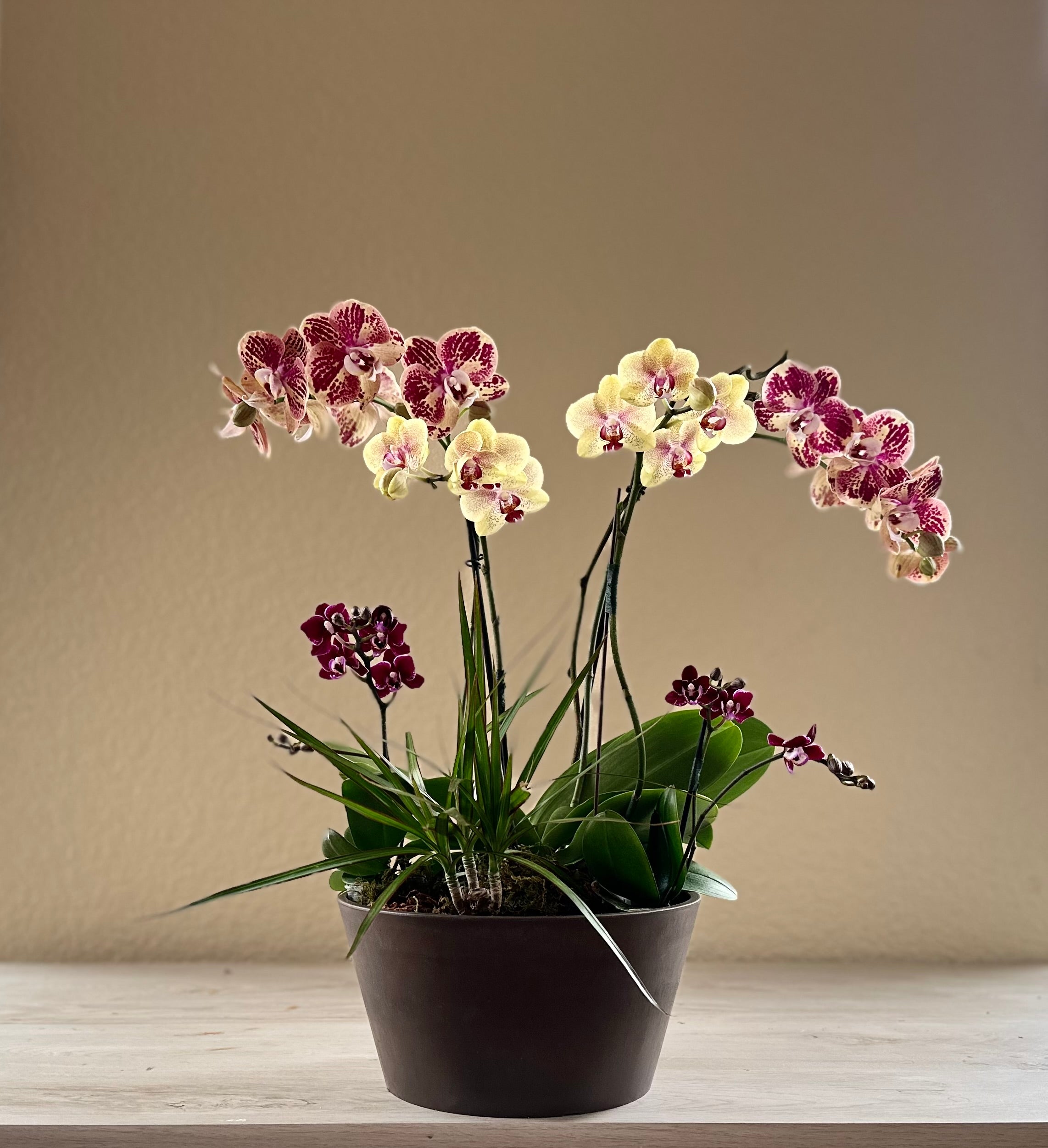 OrchidGardenDeluxe.jpg?v=1706276727